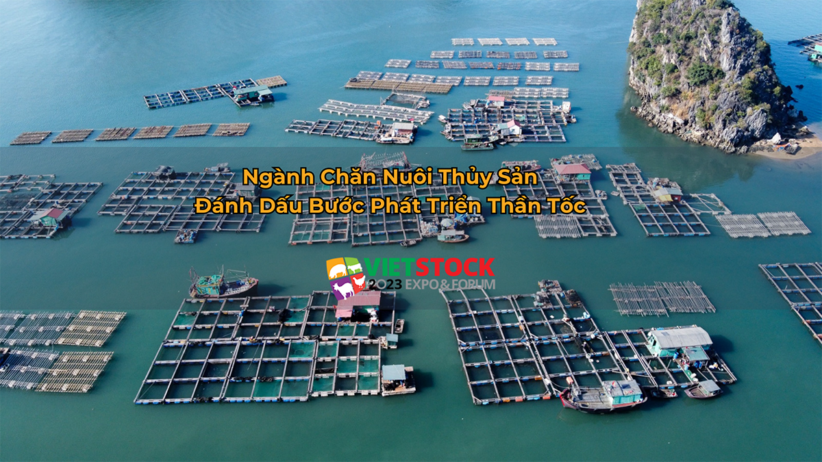 Tình hình ngành nuôi trồng thủy sản của nước ta hiện nay