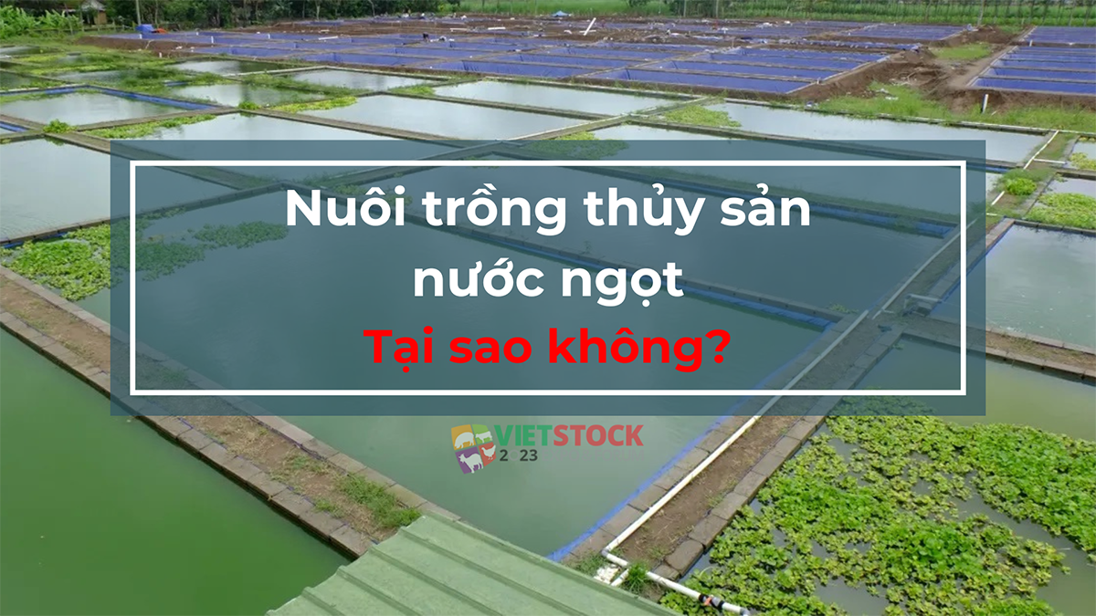 Nuôi trồng thủy sản nước ngọt: Các loại hình và giống thủy sản phổ biến