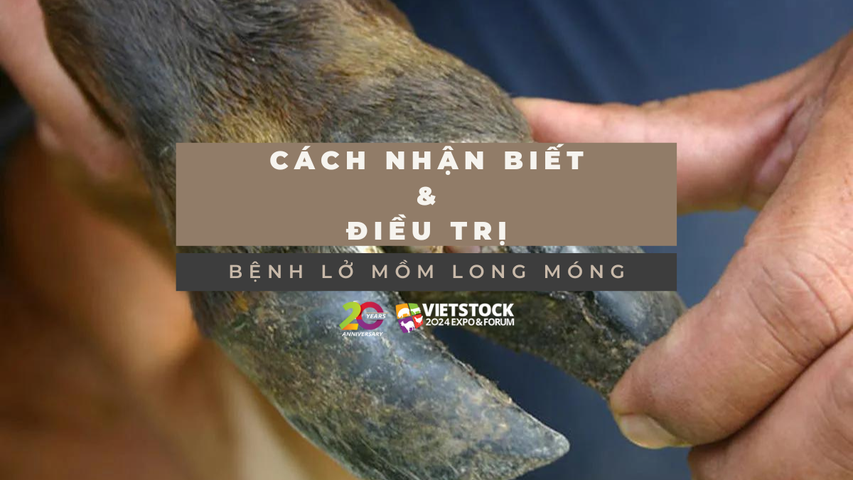 Cách nhận biết và điều trị bệnh lở mồm long móng ở lợn hiệu quả