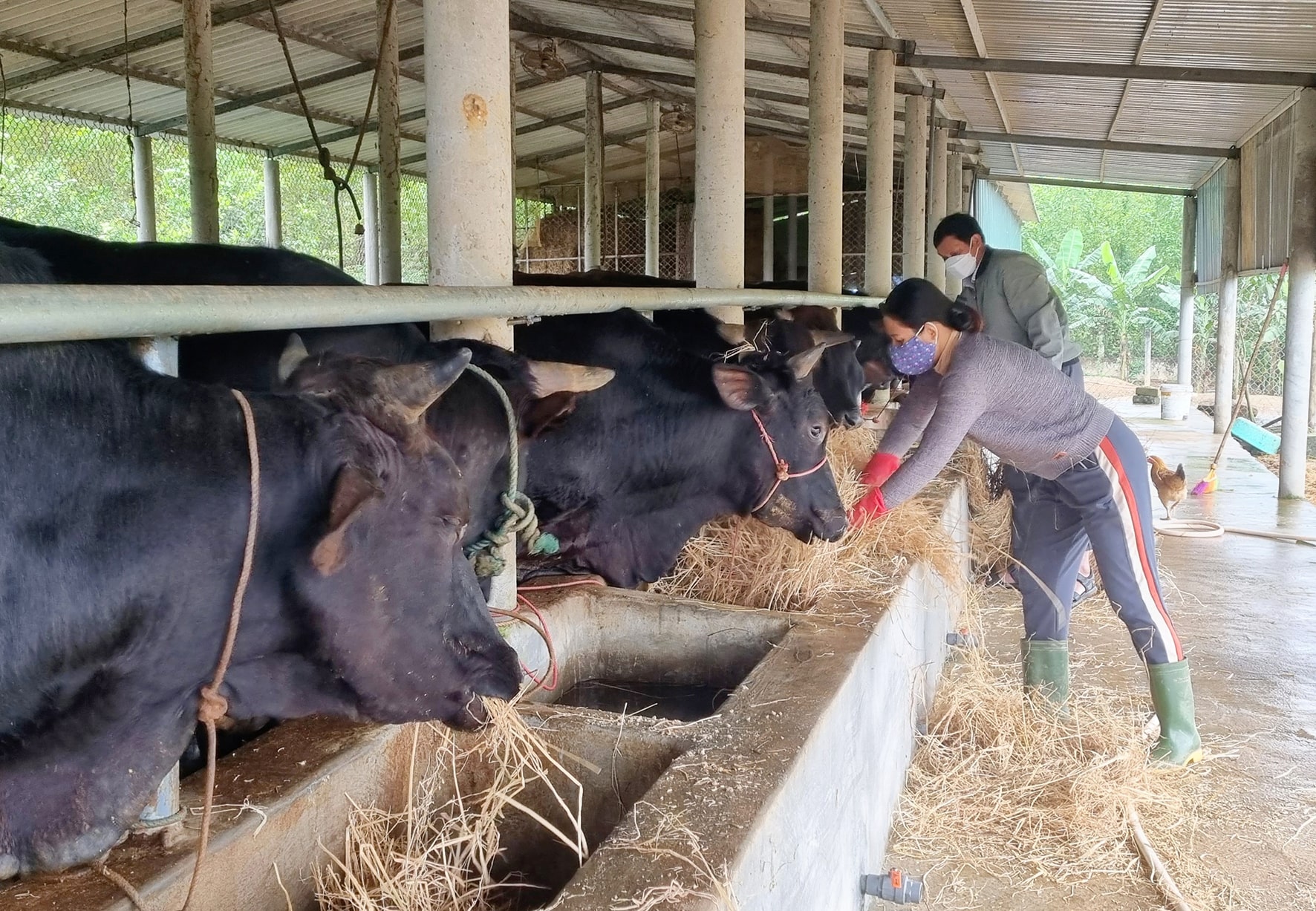 Mô hình chăn nuôi trâu bò hiệu quả cho doanh nghiệp - Vietstock Expo ...