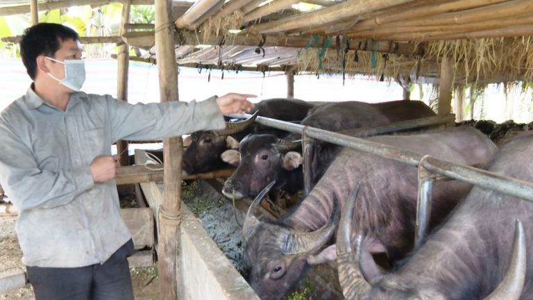 Những lưu ý chăm sóc trâu bò theo giai đoạn phát triển - Vietstock Expo ...