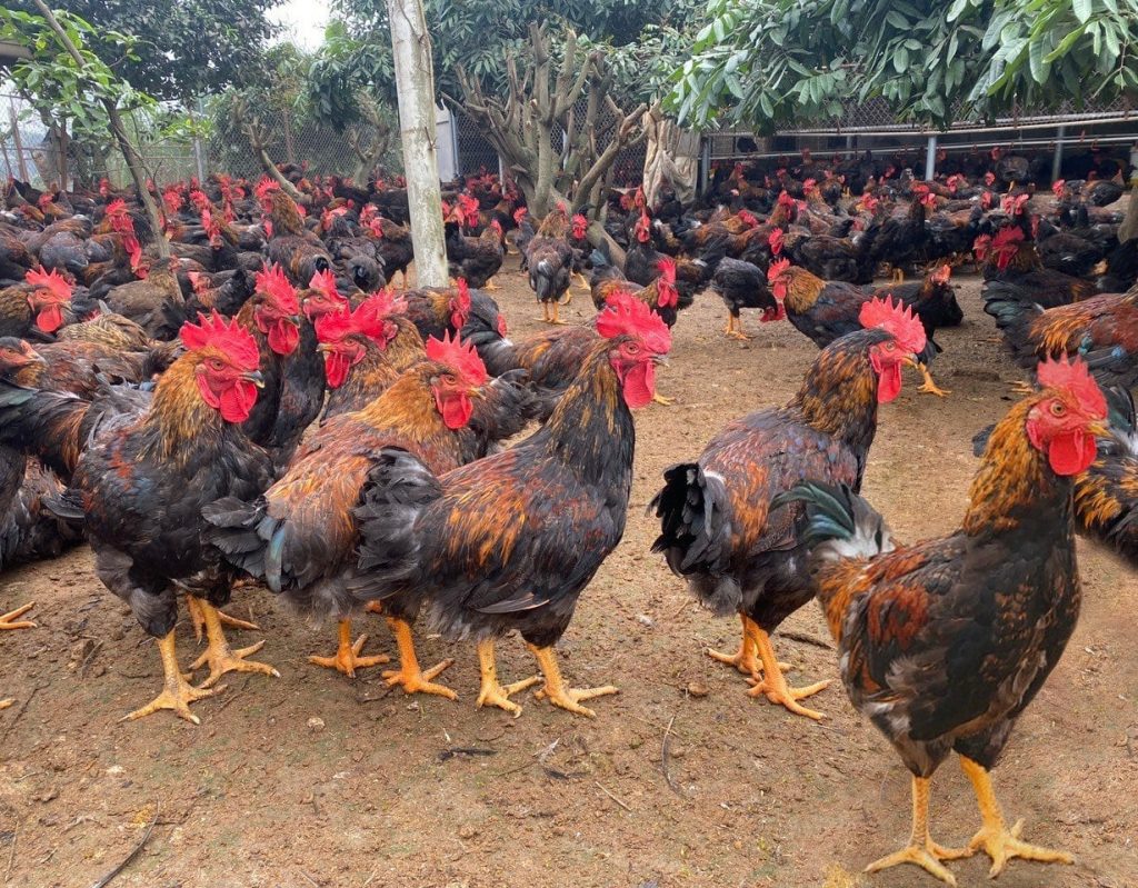 Khám phá các giống gà phổ biến trong chăn nuôi - Vietstock Expo and Forum