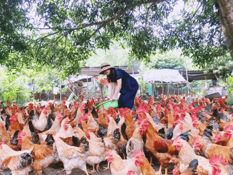 Phát triển trang trại gà theo tiêu chuẩn chất lượng cao - Vietstock ...