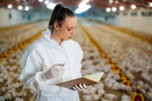 Preventing Pneumonia in Poultry: Housing & Biosecurity Guide